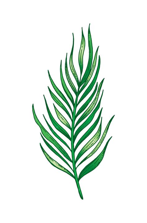 Boceto Dibujado A Mano De Hoja Tropical De Palma Icono De árbol De