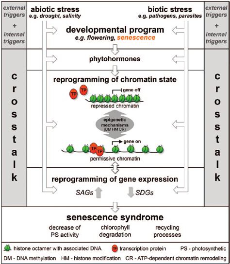 Model Of The Regulatory Pathway Controlling Senescence In Plants The