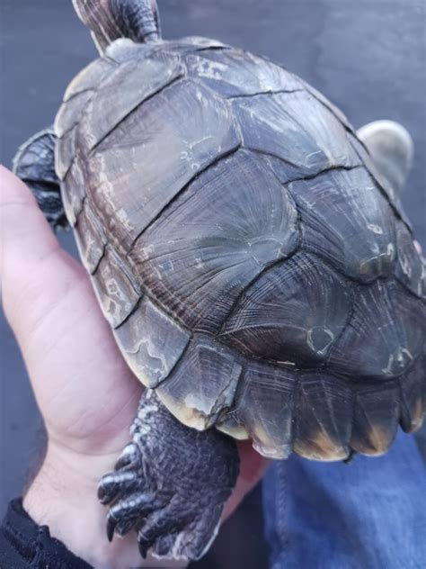 Im Starting To Notice Areas Of My Turtles Shell Look Like Its Dried And Chipping Scaling Is