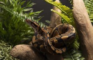 Best Substrate For Ball Pythons Bedding To Keep Your Snake Comfortable