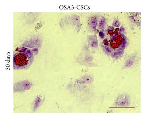 Adipogenic Differentiation Assay Adipogenic Differentiation At 0 Days