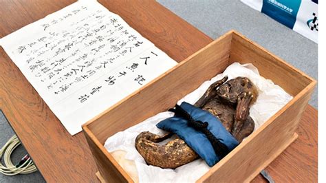 Mystery Of Centuries Old Japanese Mummified Mermaid Finally Uncovered Japan Inside