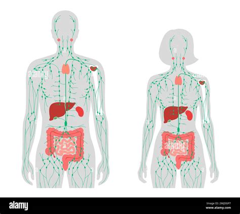 Organs Of The Lymphatic System