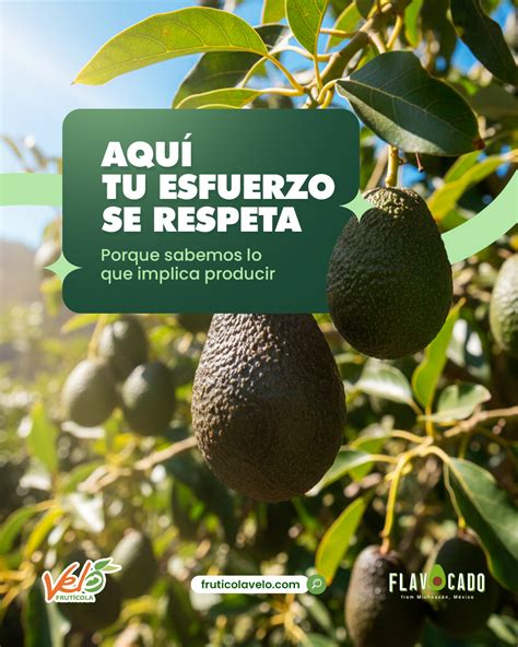 Frutícola Velo Sa De Cv Uruapan
