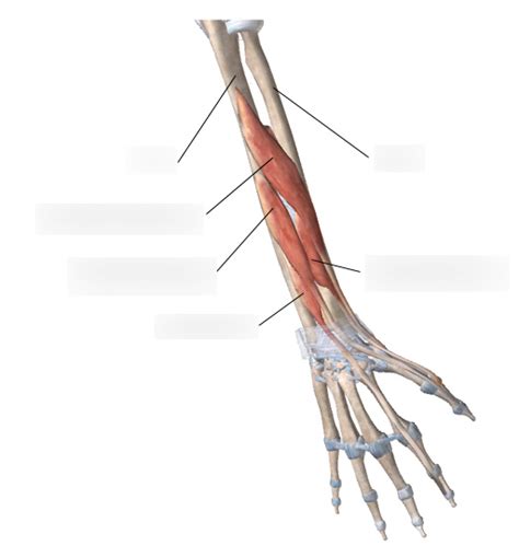 Extensor Forearm Muscles Diagram Quizlet