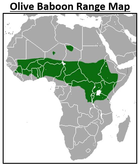Types Of Monkeys Found In Nigeria Id Guide Bird Watching Hq