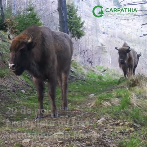 Stefan Parvu On Linkedin Conservation Carpathia