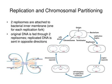 Ppt Dna Metabolism Replication Repair Recombination Powerpoint