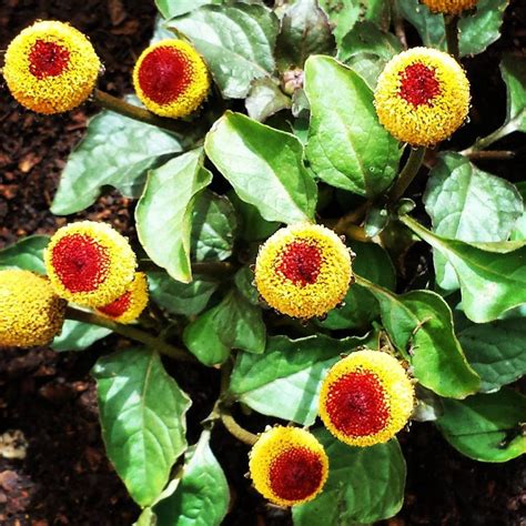 50 Toothache Plant Herb Spilanthes Acmella Seeds