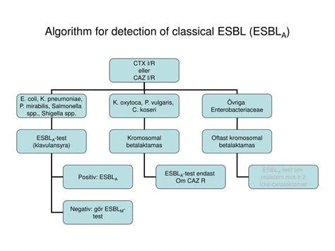 Ppt Algorithm For Detection Of Classical Esbl Esbl A Powerpoint Presentation Id 322040