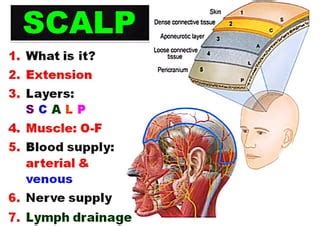 Scalp And Face Anatomy Dr Adel Bondok Pdf