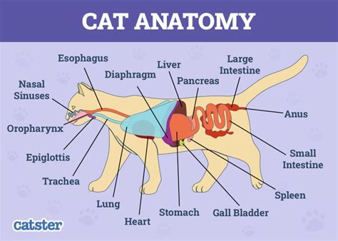 Liver Disease In Cats Causes Signs And Treatment Options Vet Answer