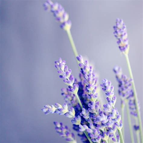 Le Nard De Marie Madeleine — The Perfume Chronicles