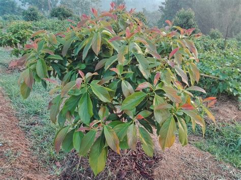 Fertilizing Avocados Top Tips On What How And Why