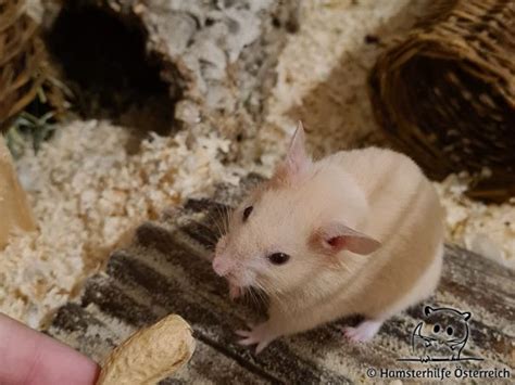 Chewbacca Hamsterhilfe Sterreich