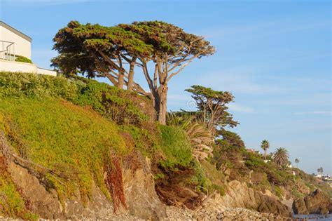 Coastal Bluff Landscape With Verdant Vegetation Under A Clear Blue Sky