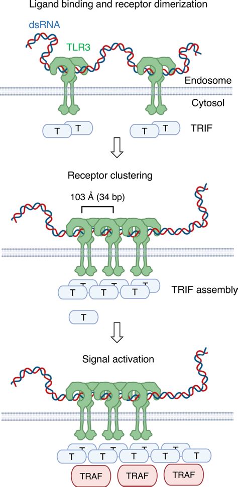 A Model Of Tlr3 Activation Tlr3 Binds To Dsrna And Dimerizes The