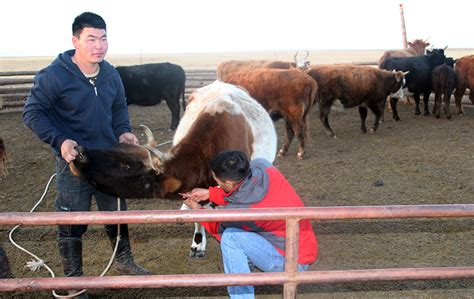 Мал аж ахуйн эдийн засгийн эргэлтийг нэмэгдүүлэх төсөл Мэдээ
