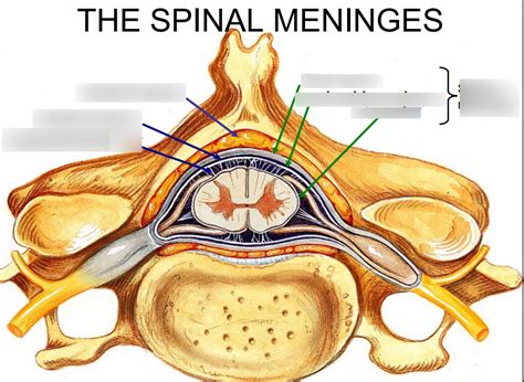 Lab 19 Spinal Meninges Diagram Quizlet