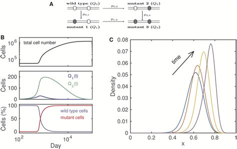 Simulated Tumor Development Driven By Mutations In Proliferation And Download Scientific