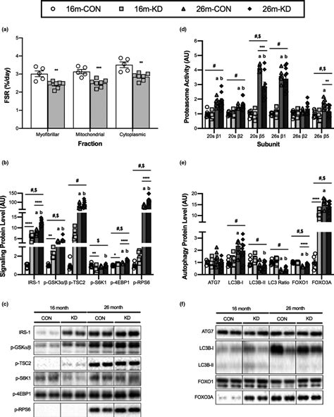 Effect Of Diet And Aging On Skeletal Muscle Proteostasis A