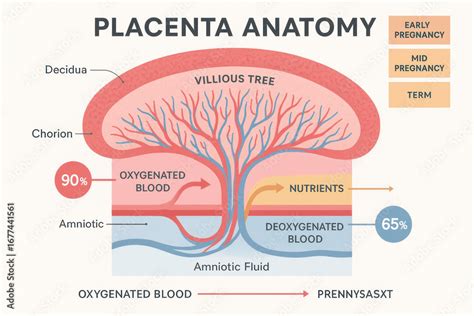 Placenta Anatomy Illustration A Visual Guide To Fetal Development And
