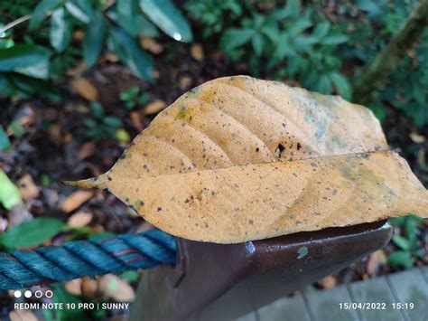 Pterospermum Javanicum Jungh