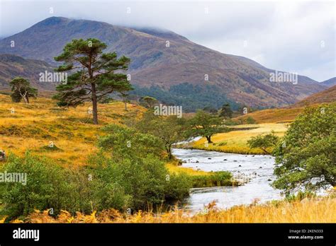 Glen Strathfarrar In The Scottish Highlands Autumnal Scene With Golden
