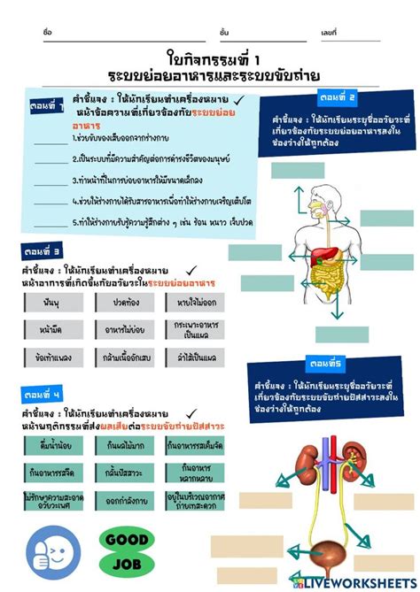 ใบกิจกรรมที่ 1 เรื่องระบบย่อยอาหารและระบบขับถ่าย Worksheet ในปี 2025 ห้องเรียนวิทยาศาสตร์ ม