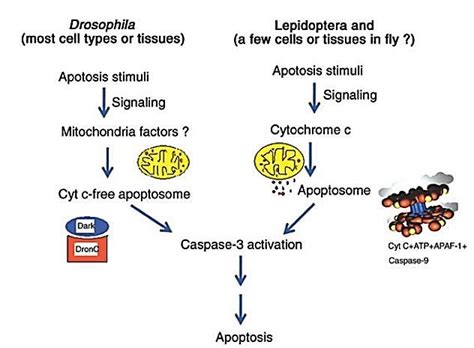 13 Model For The Role Of Cytochrome C During Insect Cell Apoptosis