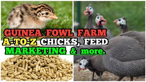 Guinea Fowl Farming A To Z Guinea Fowl Chicks Titir Feed Guinea