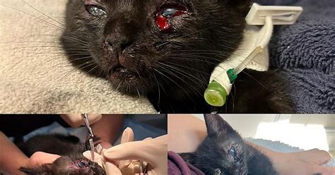 Adventures Of Hawkeye The Exploding Eyeball But Not Literally Dont