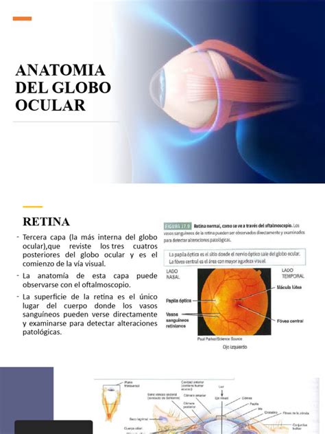 Anatomía Del Globo Ocular Y Retina Pdf Ojo Humano Percepción Visual