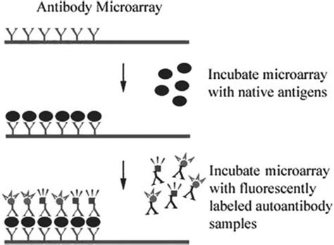 A Schematic Representation Of The Reverse Capture Autoantibody