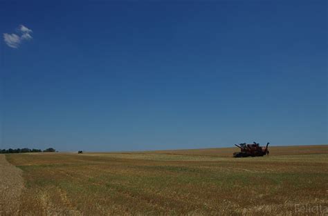 Уборка ярового ячменя