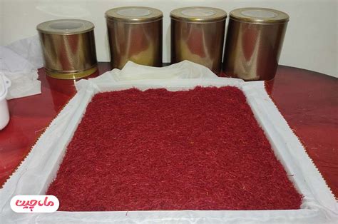 عکس زعفران عکس گل زعفران با کیفیت بالا ماه چین