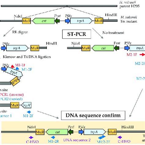 Schematic Diagram Of The Inverted Nested Two Step Pcr Int Pcr Left Download Scientific