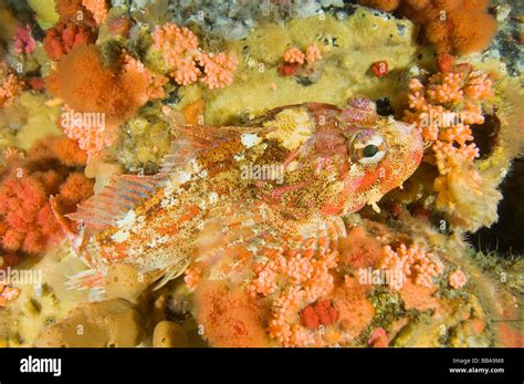 Red Irish Lord Hemilepidotus Hemilepidotus On Reef In Southeast Alaska