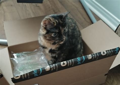 Cattrap Came With Extra Padding Thecattrapisworking