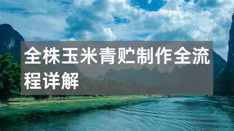 全株玉米青贮制作全流程详解