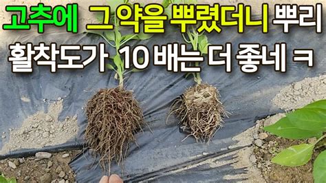 토생수 고추 모종 과 일반 육묘장 고추 모종을 같은 날 정식 후 8일 뒤 뿌리 활착도 비교를 해봤습니다 비교불가 5배 이상 활착도에서 차이가 났습니다 Youtube