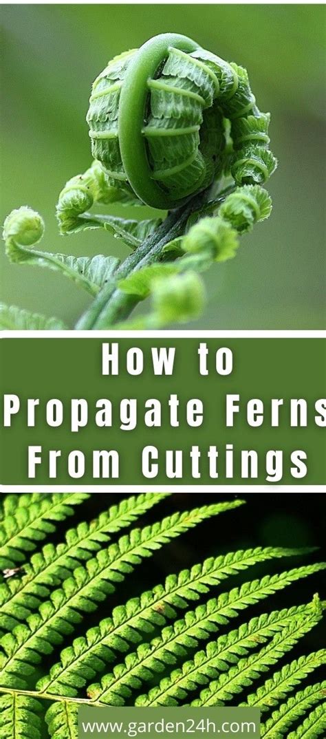 How To Propagate Ferns From Cuttings Step By Step Indoor Fern