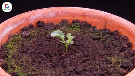 Kale Growth Stage Detection Object Detection Dataset And Pre Trained Model By Hand Detection