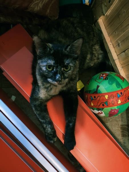 Знакомьтесь это Стрелка Ей 3 г стерилизована привита обработана от паразитов Кушает сухой