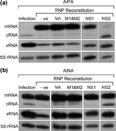 The Viral Ns2nep Protein Alters Mrna Crna Ratios During Rnp