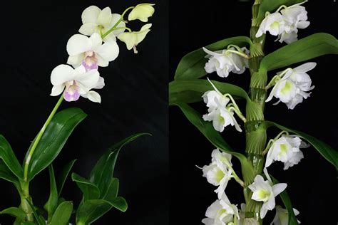 Dendrobium Pflege