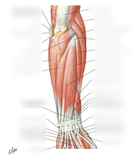 Muscles Of The Forearm Posterior View