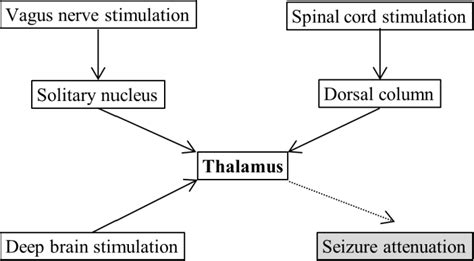 Figure 3 From Functional Electrical Stimulation For Control Of Epileptic Seizures Semantic Scholar