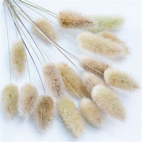 Bunny Tails Ornamental Grass Seeds Rareseeds