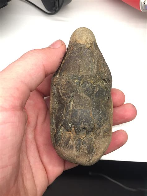 Eocene Seed Pod Fossil ID The Fossil Forum